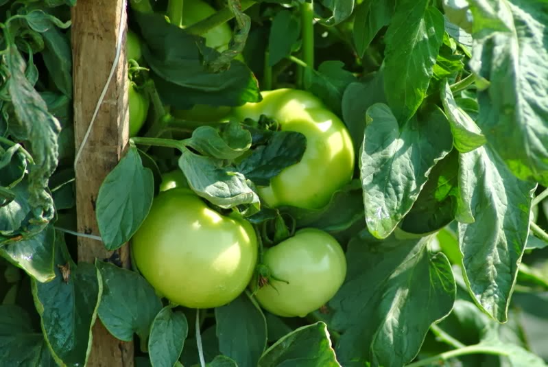 2014 VFBF Critical Legislative Issue #2: GMO Labeling | Plows and Politics