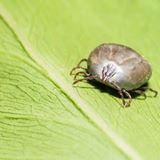 Exotic Tick Found on Cattle Farm in Virginia | Plows and Politics
