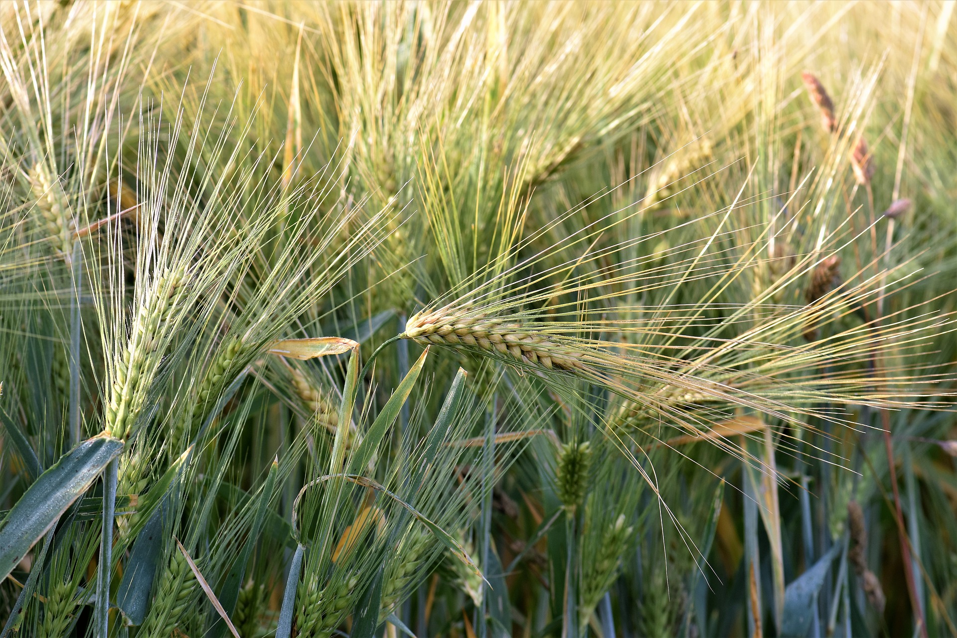 Va. Winter Wheat Production up 15 Percent | Plows and Politics