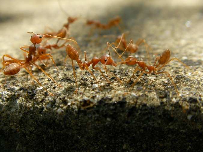 Southeast Va. Farmers Antsy Over Damaging, Disruptive pests | Plows and ...