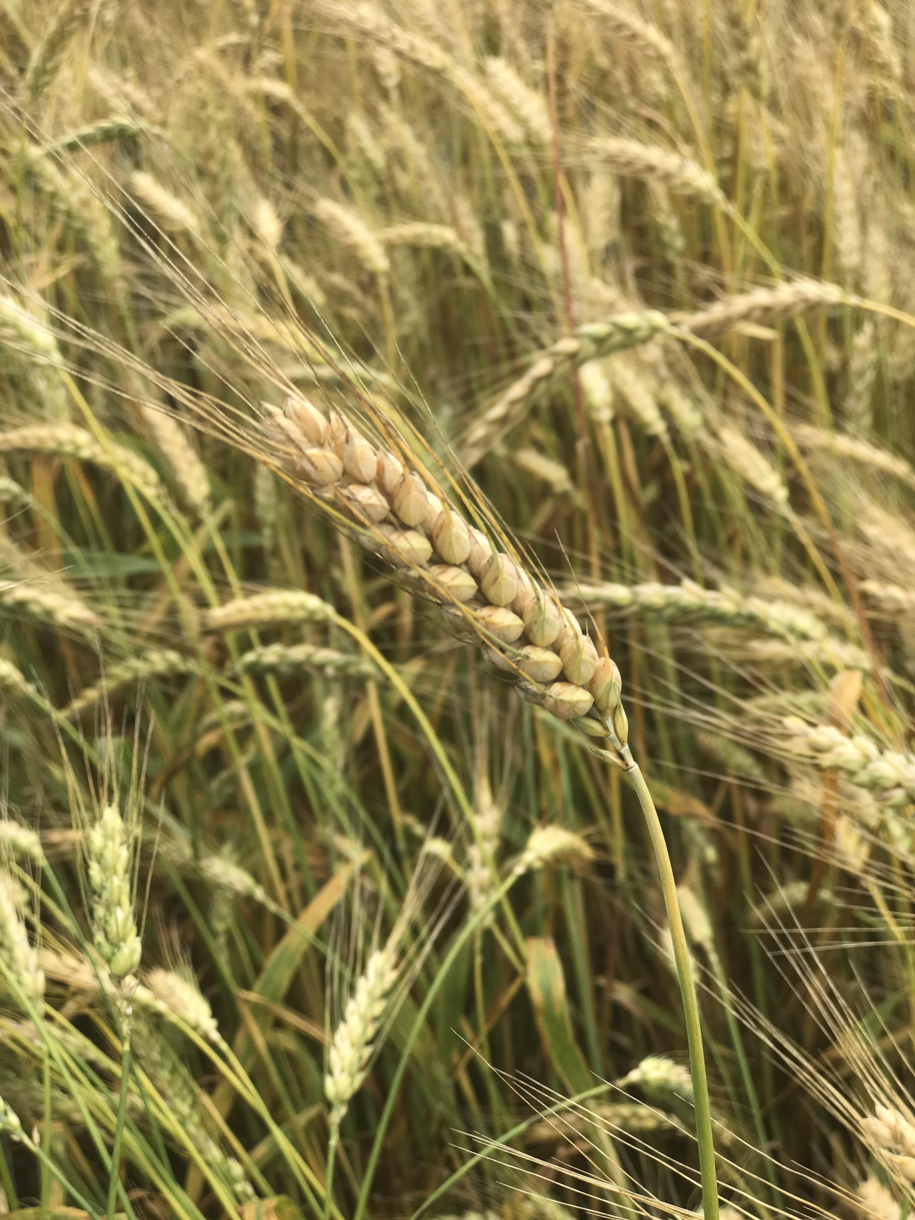Virginia 2020 Wheat Forecast and May Hay Stocks | Plows and Politics