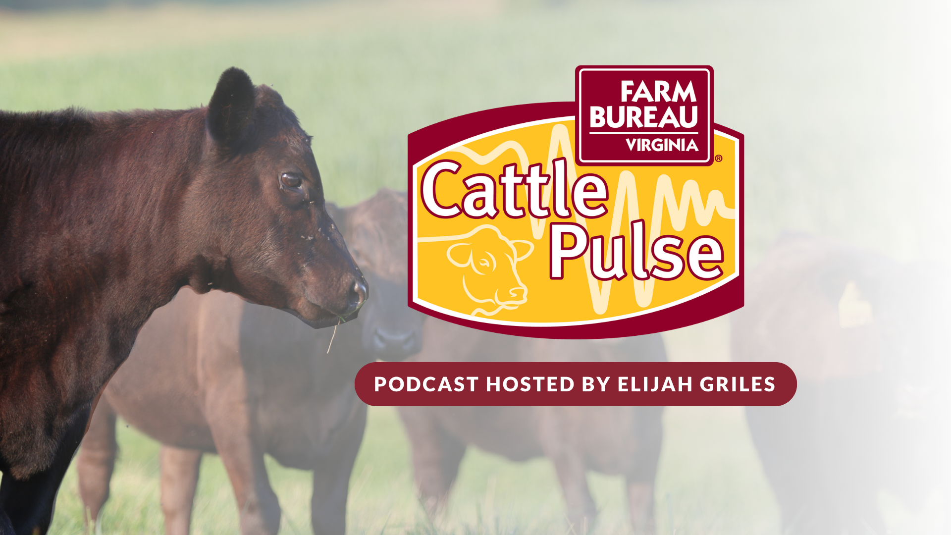 Cattle Pulse: Virginia Verified Beef Goes Live | Plows and Politics